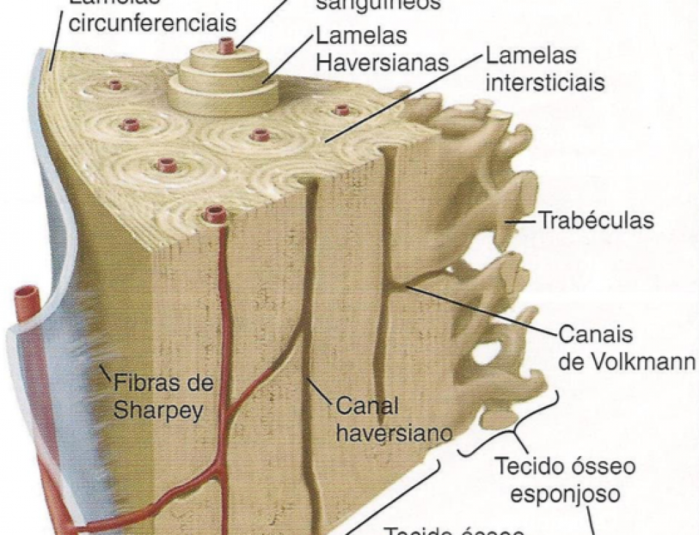 O Primeiro Molar Permanente | Odontologistas