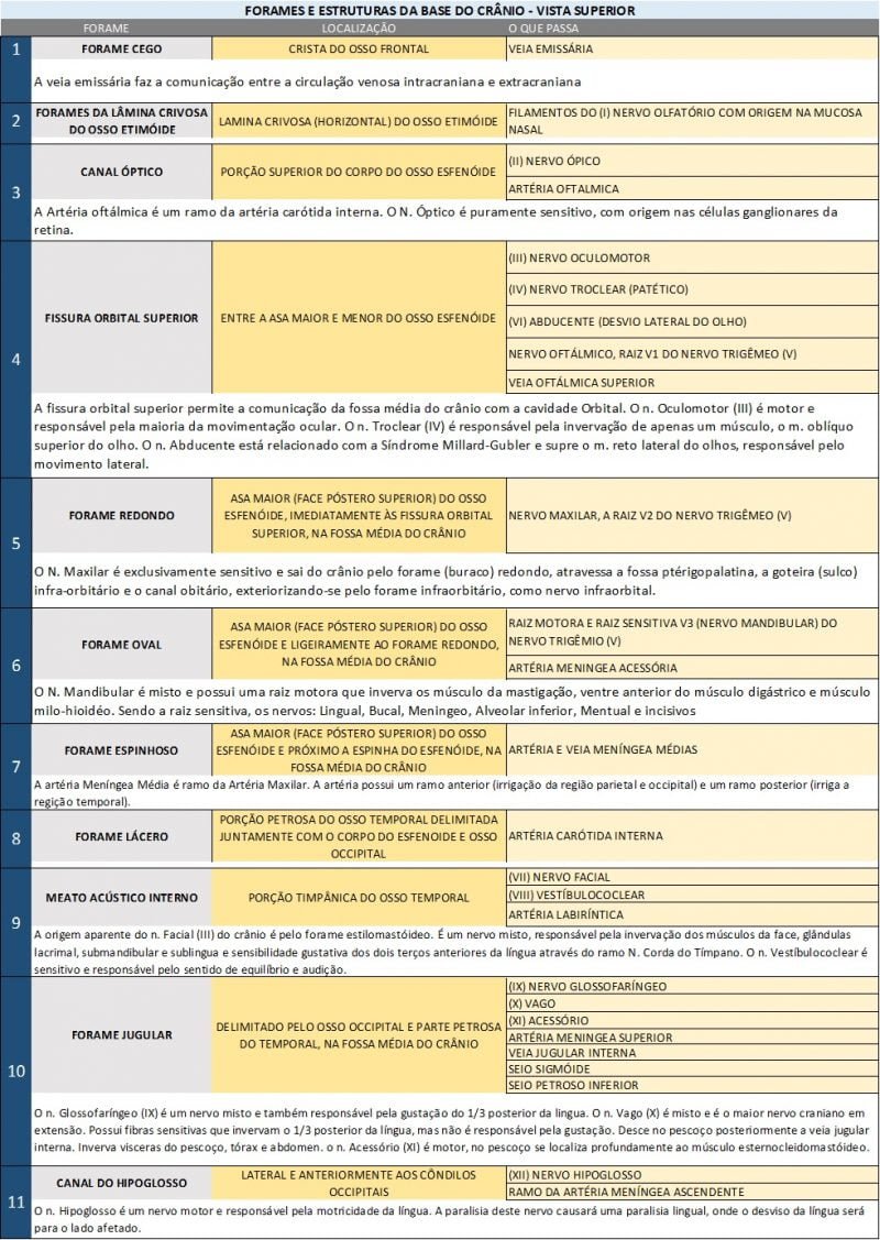Forames e Estruturas da Base do Crânio | Ciclo Básico | Odontologistas